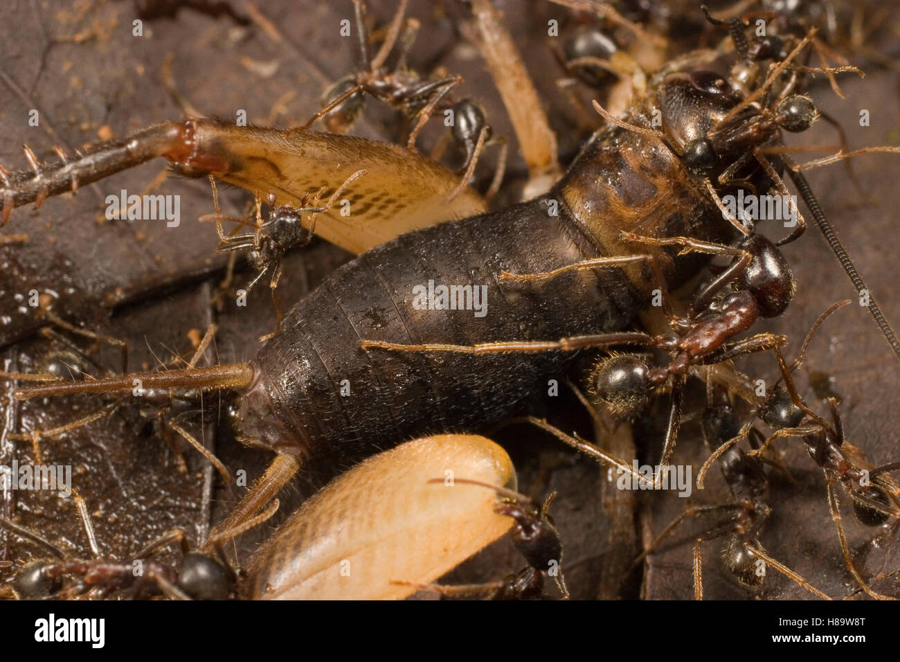 Army Ant (Labidus praedator) workers swarming over grasshopper prey ...