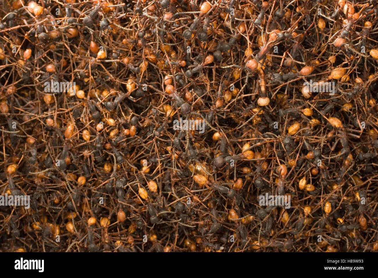 Army Ant (Eciton burchellii) workers link toe to toe forming a massive ...