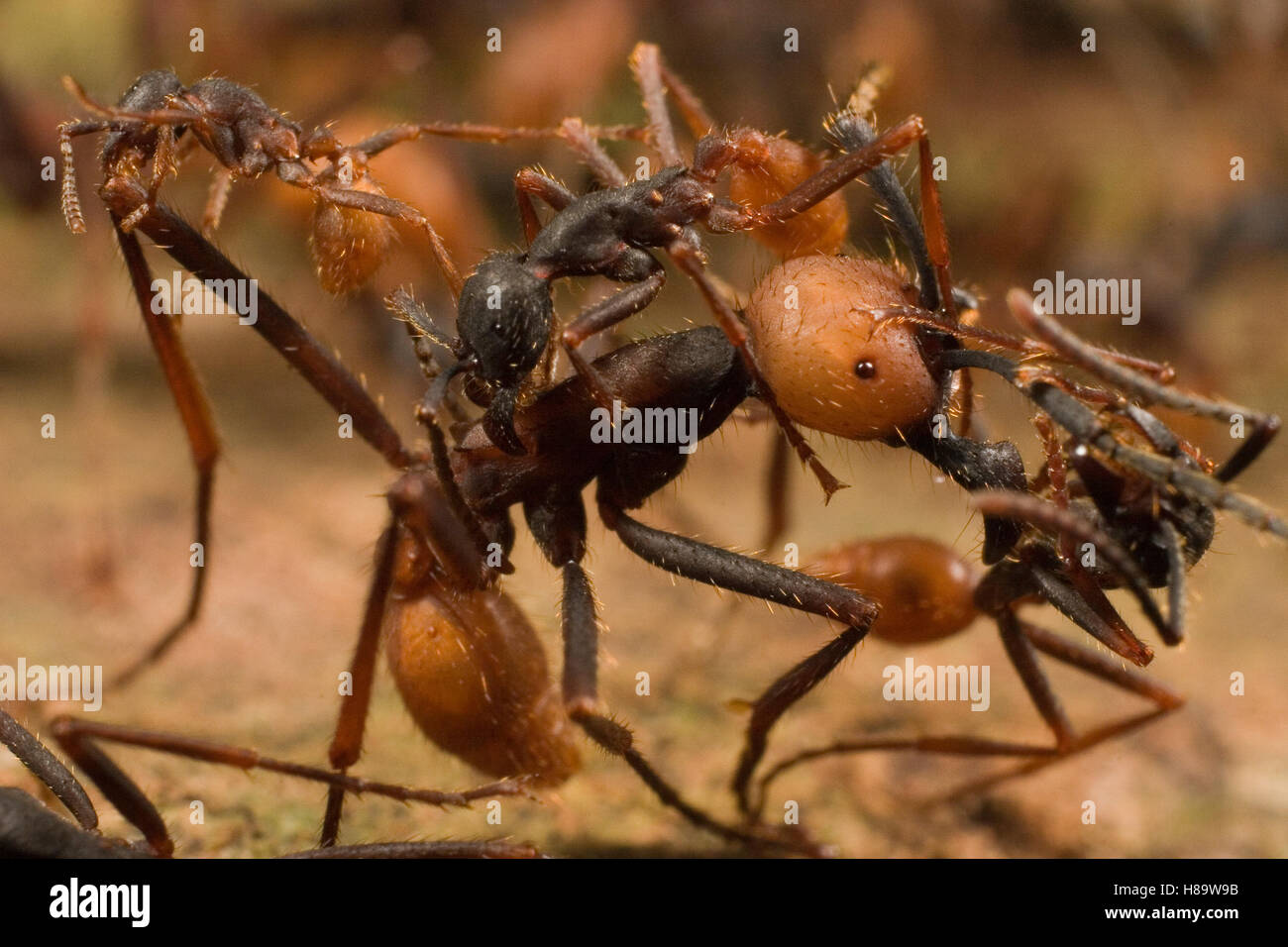 Army Ant (Eciton burchellii) small minor workers grooming sub-major ant ...