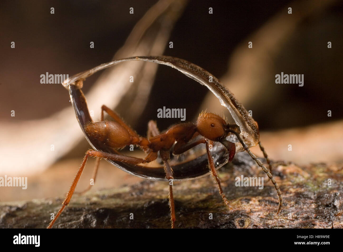 Army Ant (Eciton burchellii) worker carrying food back to nest, Barro ...