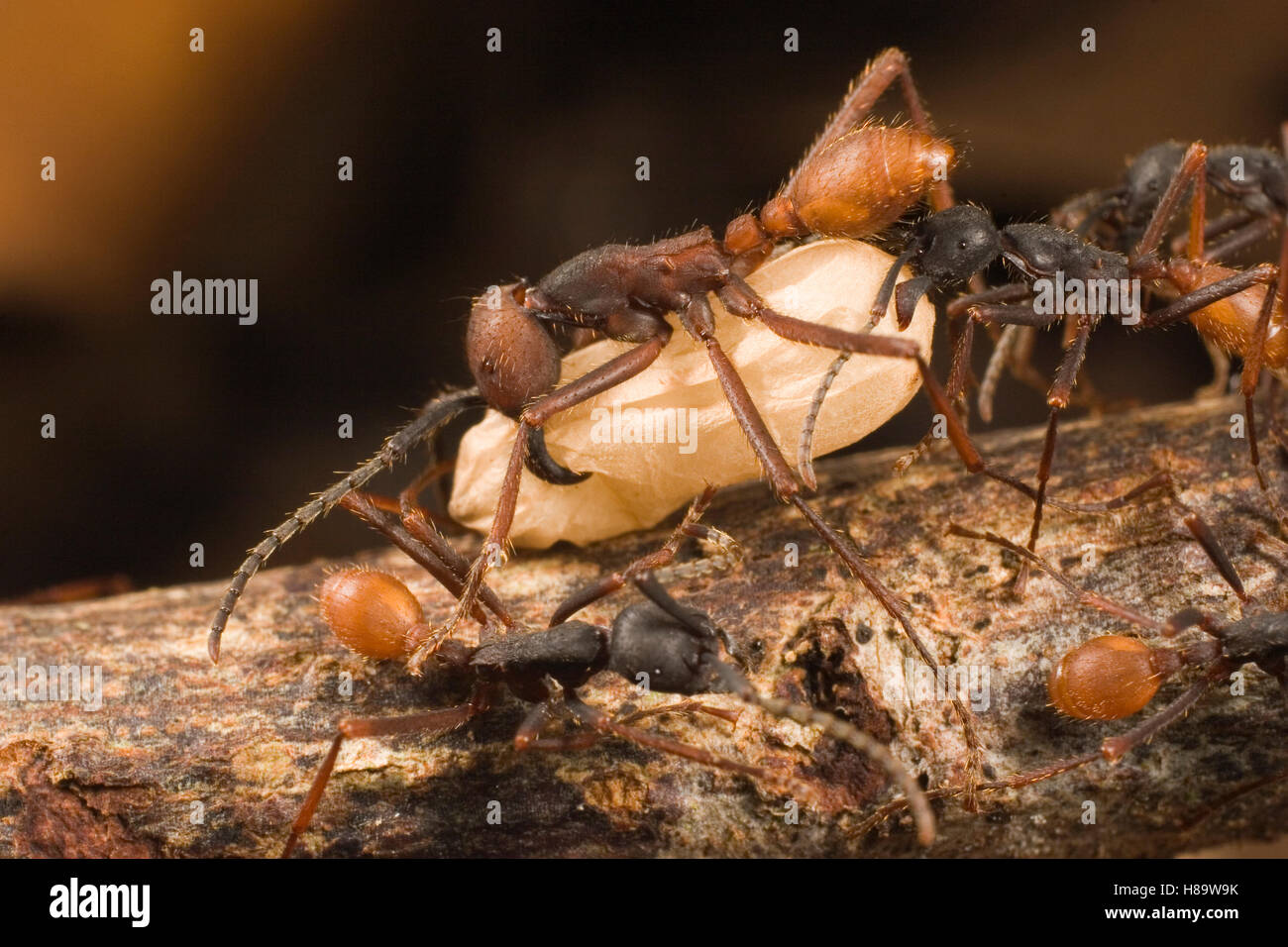 Army Ant (Eciton burchellii) workers carrying food back to nest, Barro ...