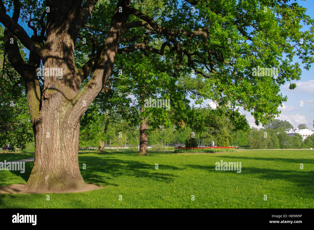 a spring meadow with big tree with fresh green leaves Stock Photo - Alamy