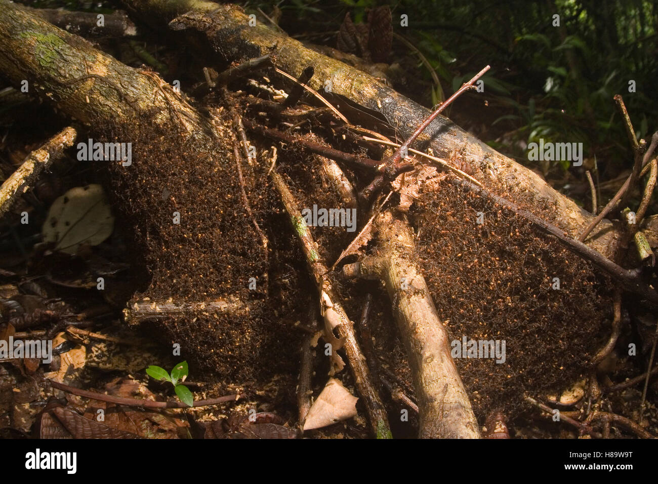 Army Ant (Eciton burchellii) workers of different sizes link toe to toe ...