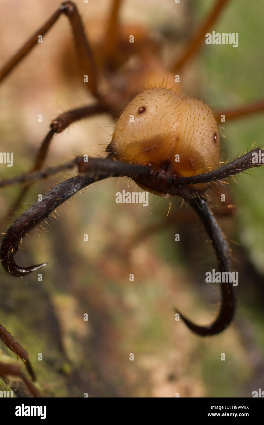 Army Ant (Eciton hamatum) major worker. Also called a soldier, its ...