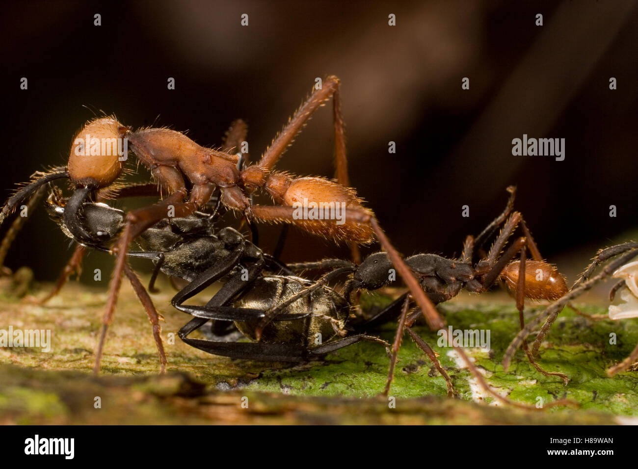 Army Ant (Eciton burchellii) workers carry prey back to feed colony ...
