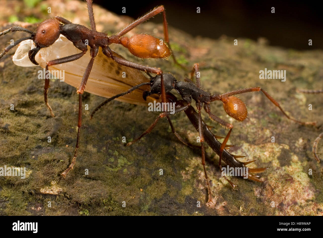Army Ant (Eciton burchellii) workers carry section of dismembered prey ...
