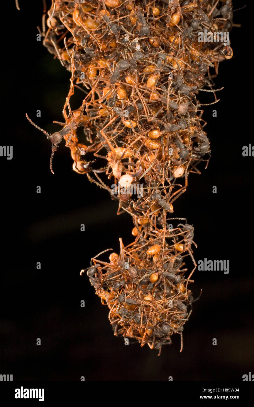 Army Ant (Eciton burchellii) workers linking to one another toe to toe ...