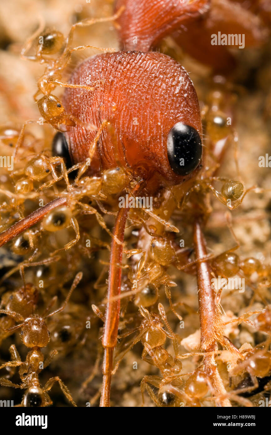 Ant (Pheidole sp) group harvesting Bulldog Ant (Myrmecia gulosa ...
