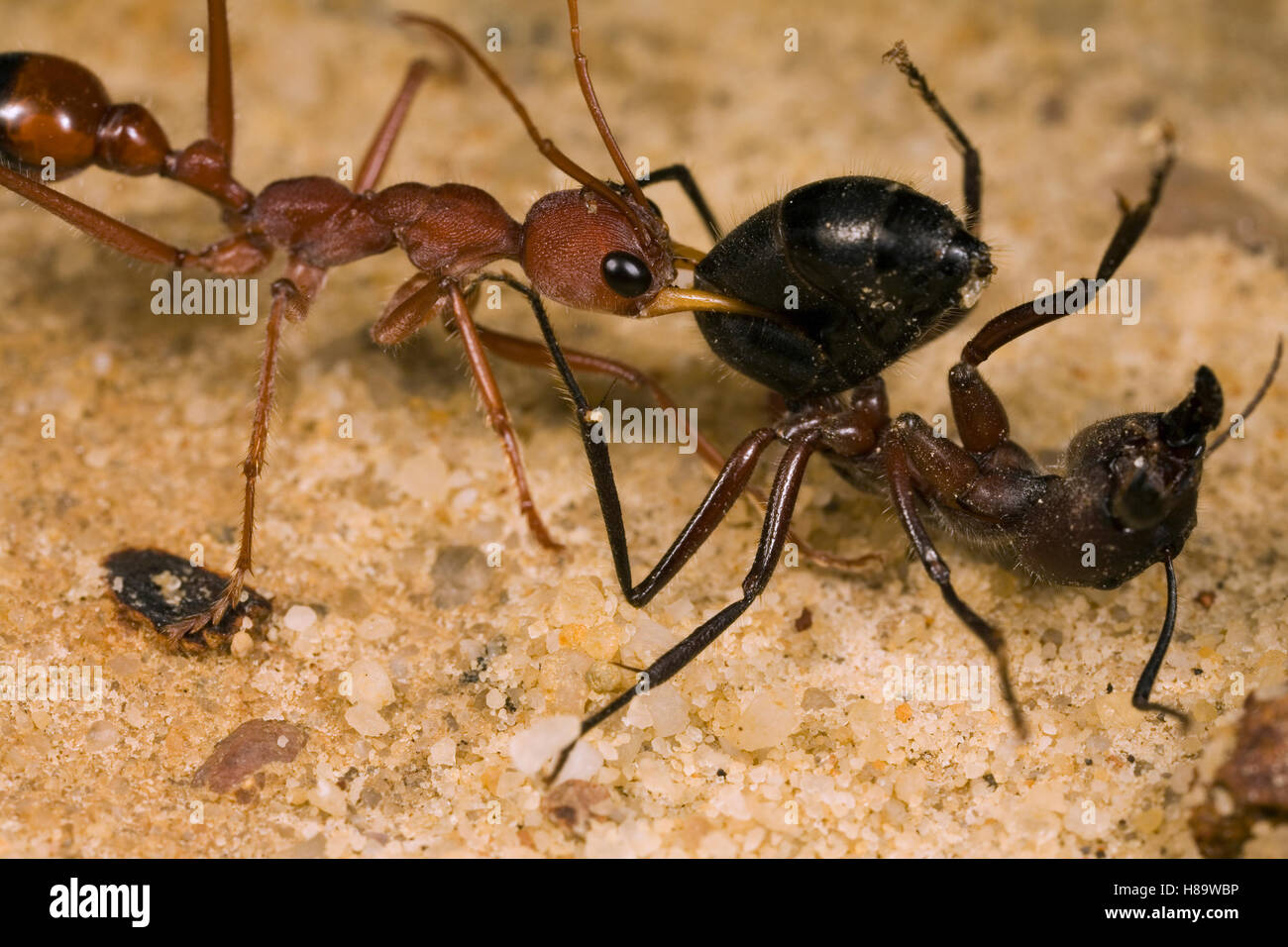 Bulldog Ant Queen