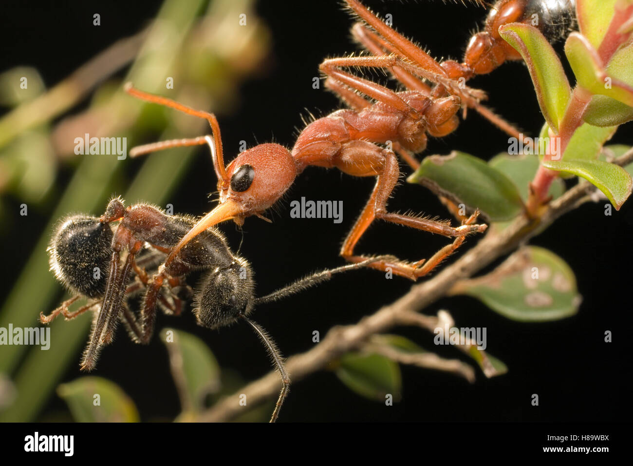 Bulldog Ant (Myrmecia gulosa) worker carrying Carpenter Ant (Camponotus ...