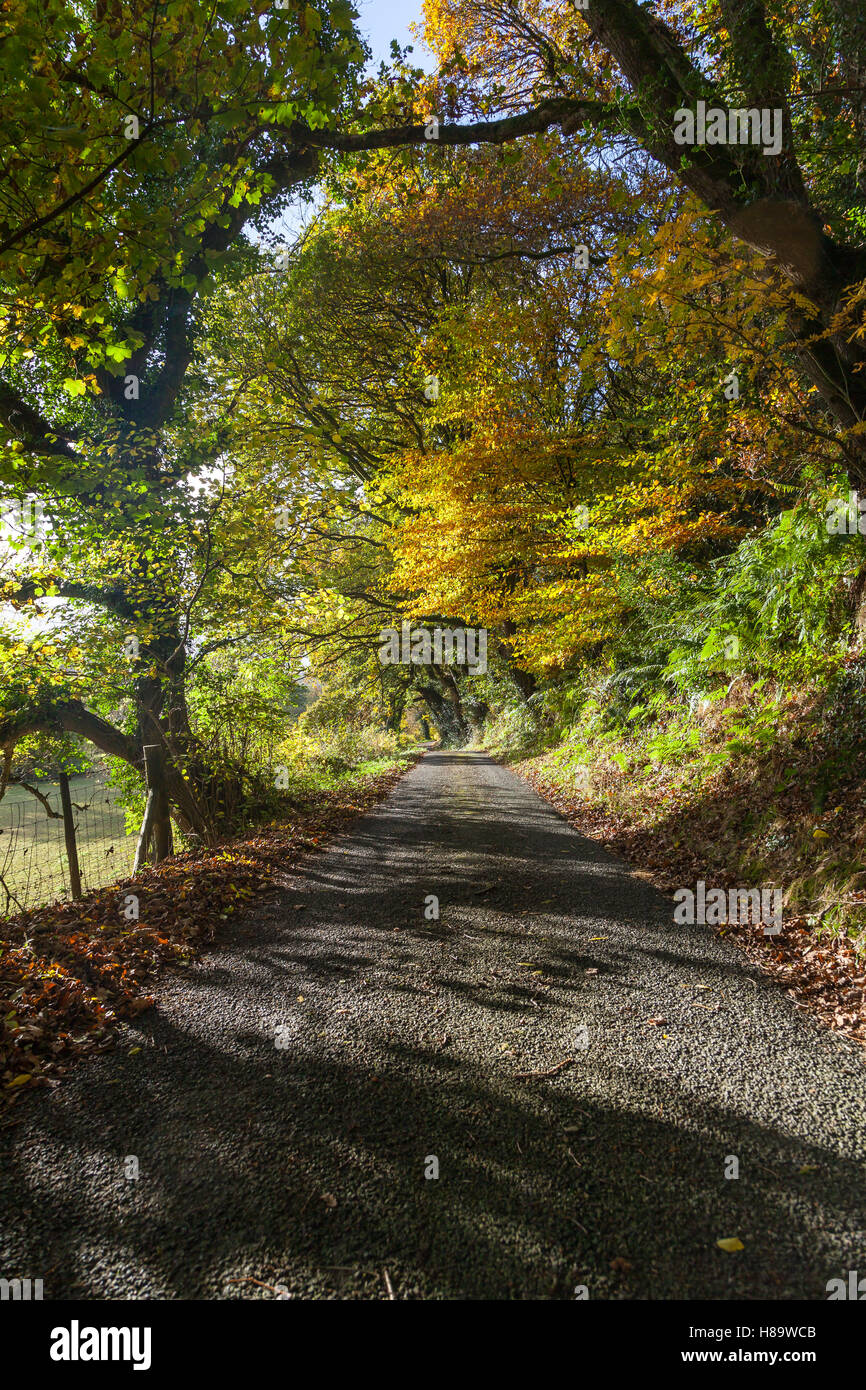 Pengelli forest national nature reserve hi-res stock photography and ...