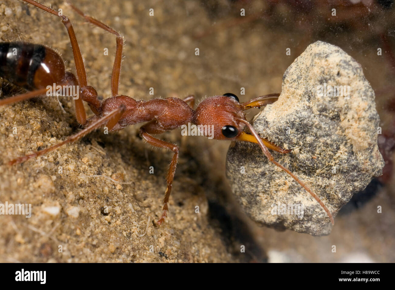 Bulldog Ant (Myrmecia gulosa) worker carrying stone out of nest ...