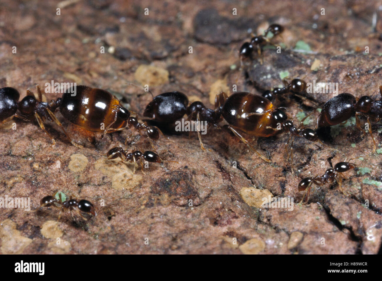 Ant (Carebara sp), major workers walking in line, Malaysia Stock Photo ...
