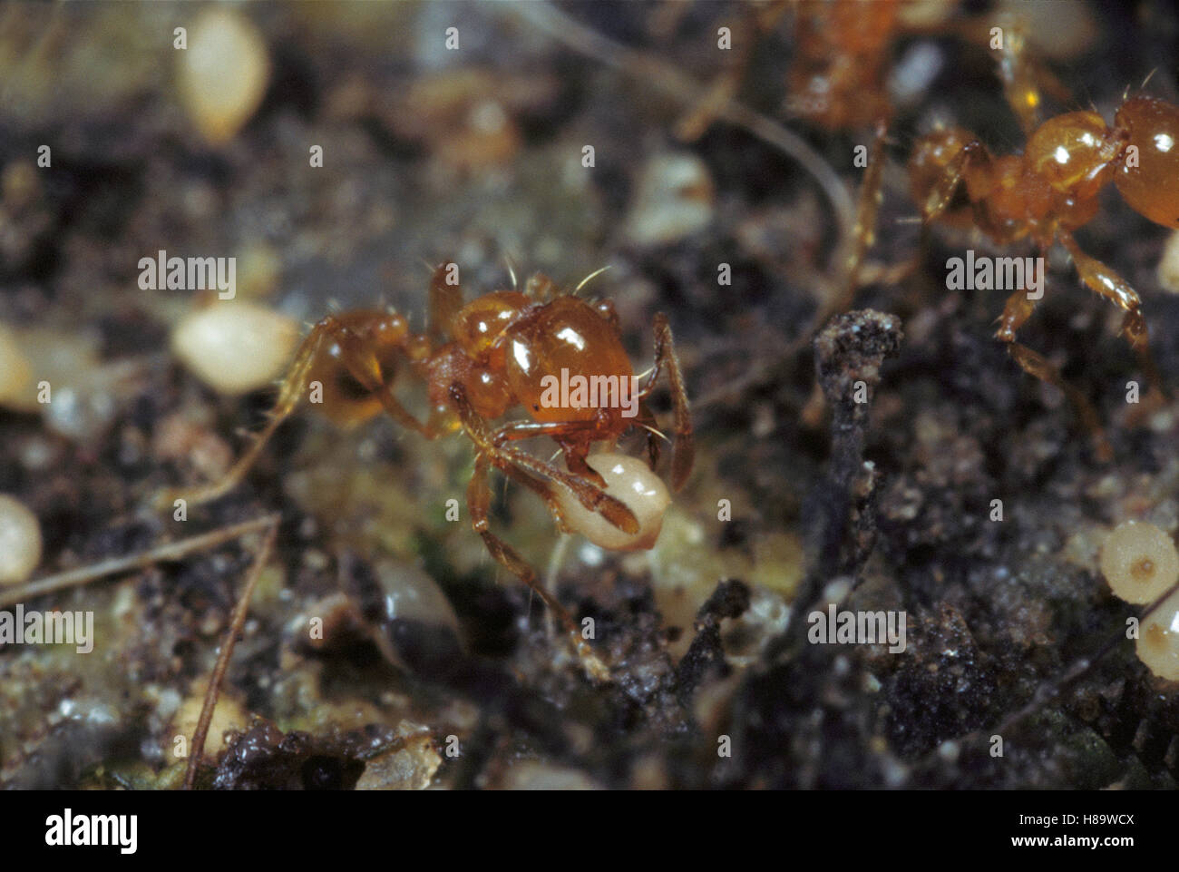 Marauder Ant (Pheidologeton affinis) carrying seed, Malaysia Stock ...