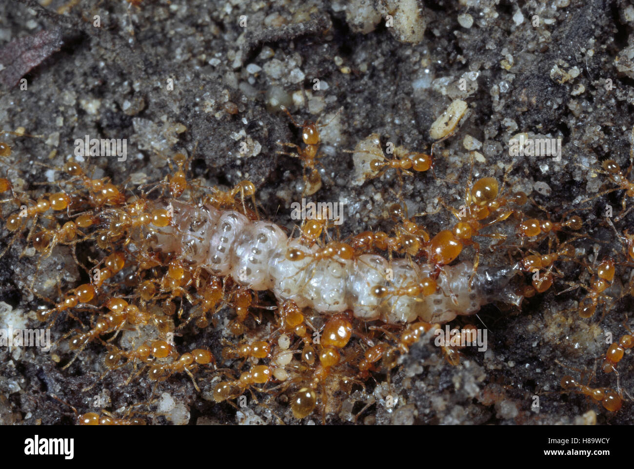 Marauder Ant (Pheidologeton affinis) group carrying caterpillar ...