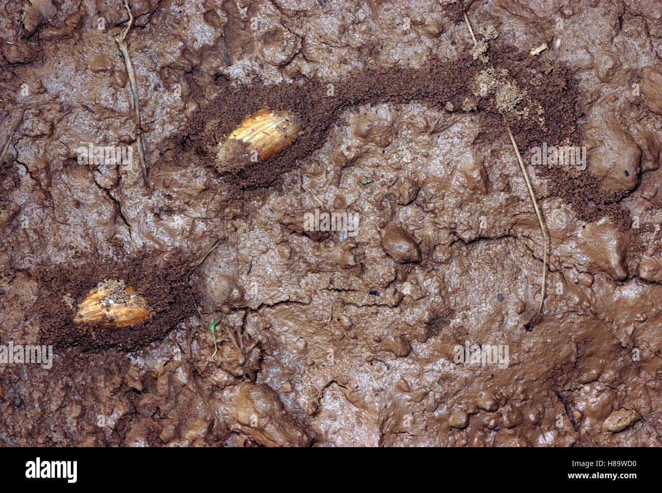 Marauder Ant (Pheidologeton affinis) beneath covered trails (arcades ...