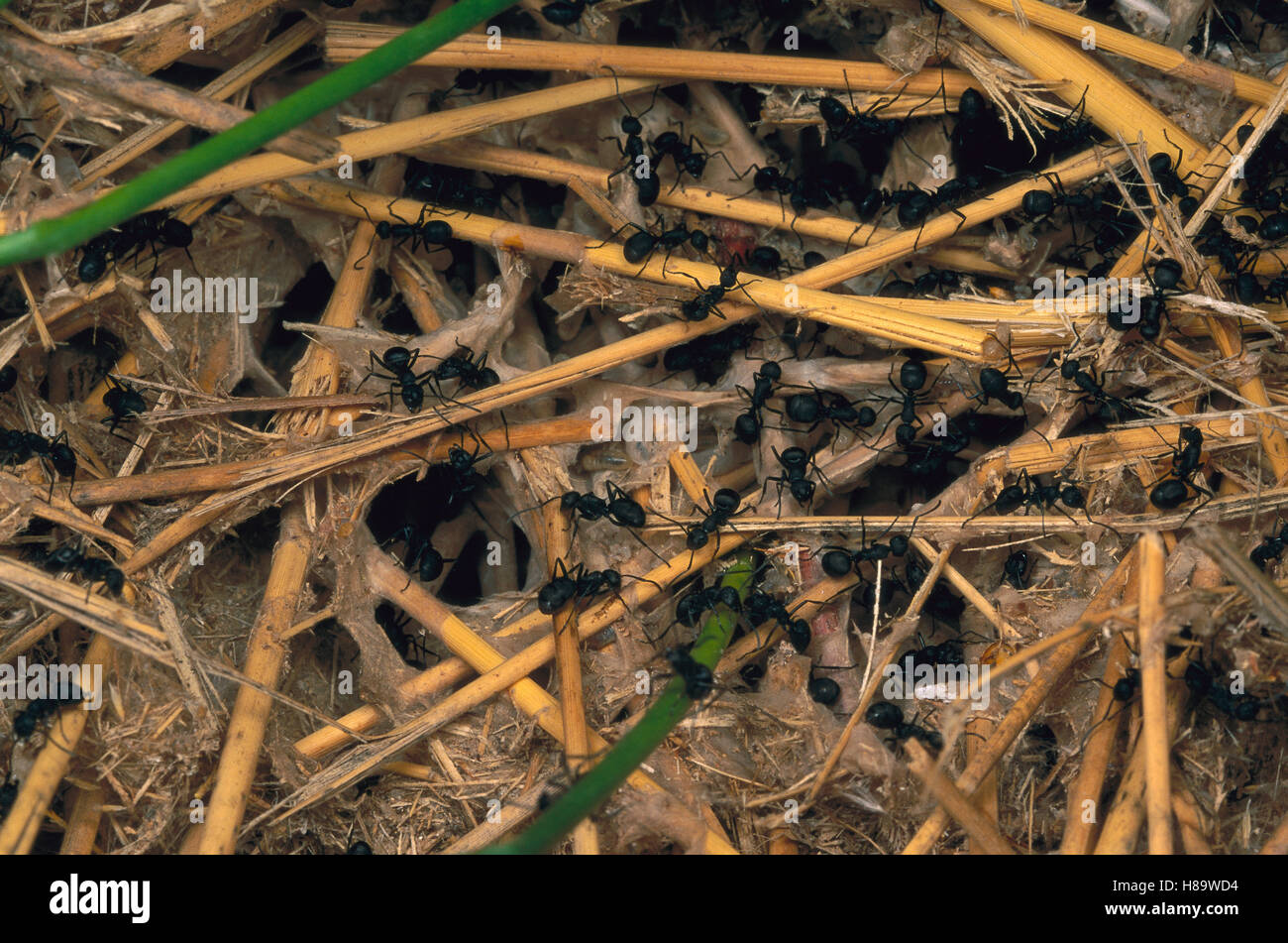 Israeli Weaver Ant (Polyrhachis simplex) group inside silk nest Stock ...