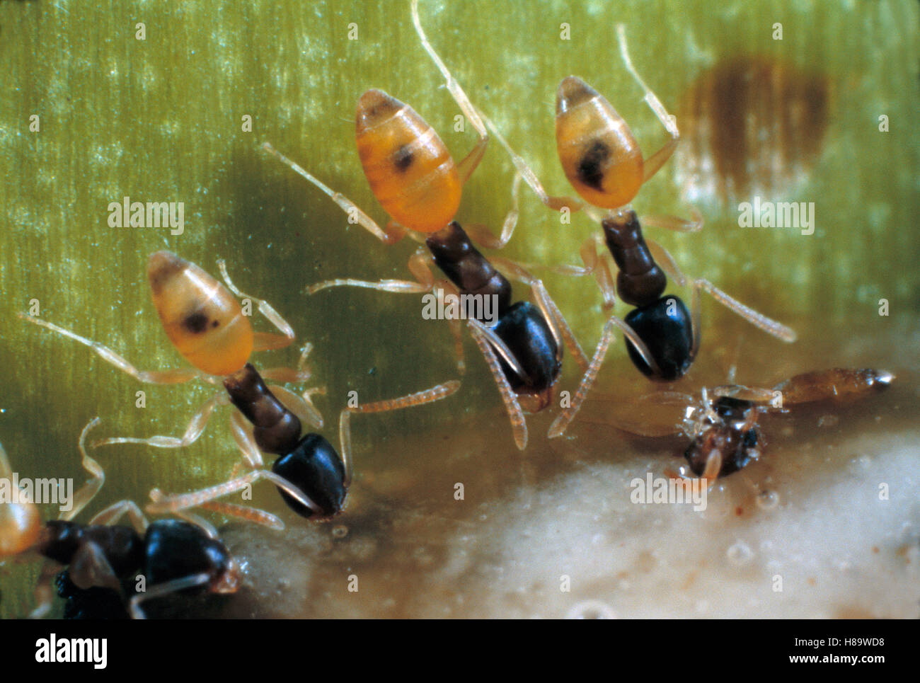 Ghost Ant (Tapinoma melanocephalum) trio, a global invasive species ...