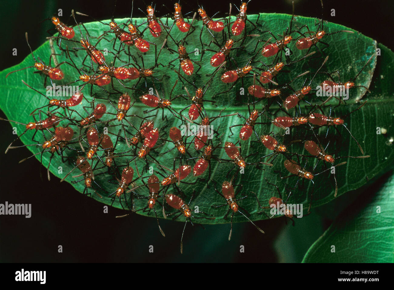 Assassin Bug (Reduviidae) group in a protective cycloalexic formation ...