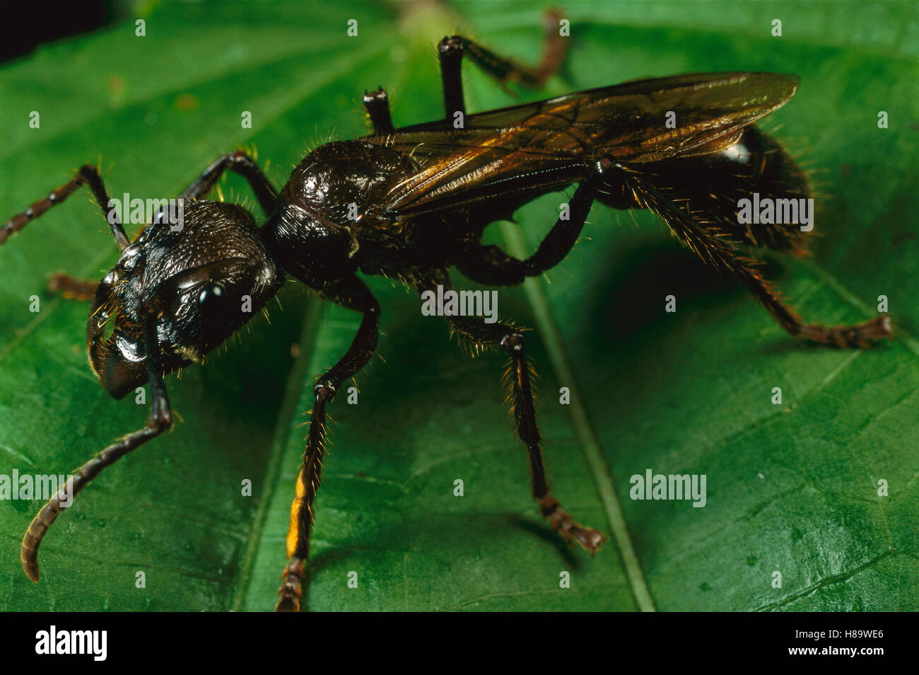 Bullet Ant (Paraponera clavata) with wings, most painful sting of all ...