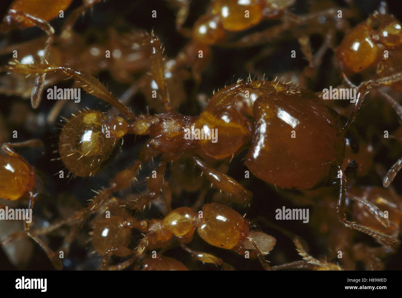 Marauder Ant (Pheidologeton affinis) group on trail, Gombak, Malaysia ...