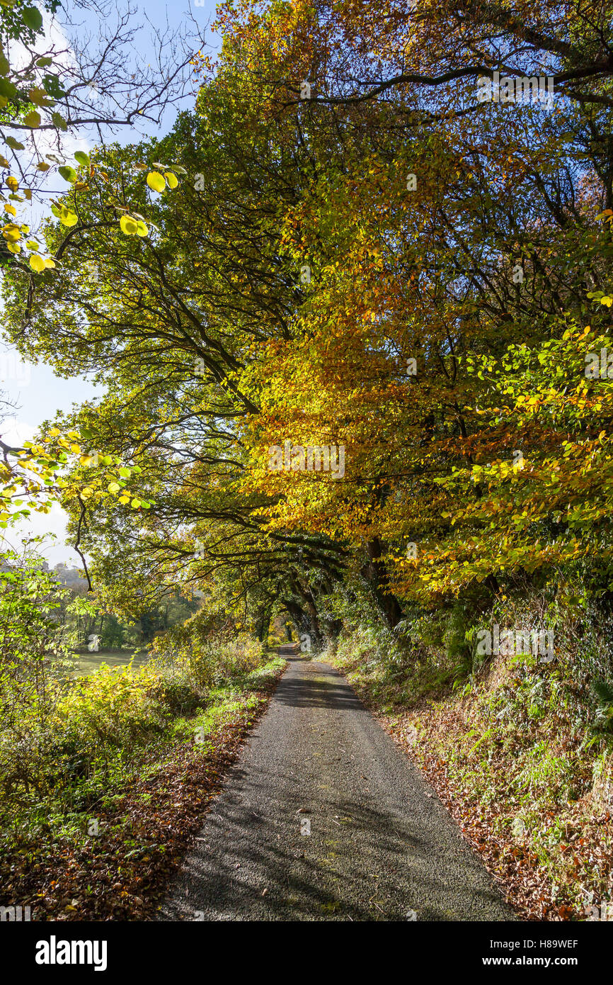 Pengelli forest national nature reserve hi-res stock photography and ...