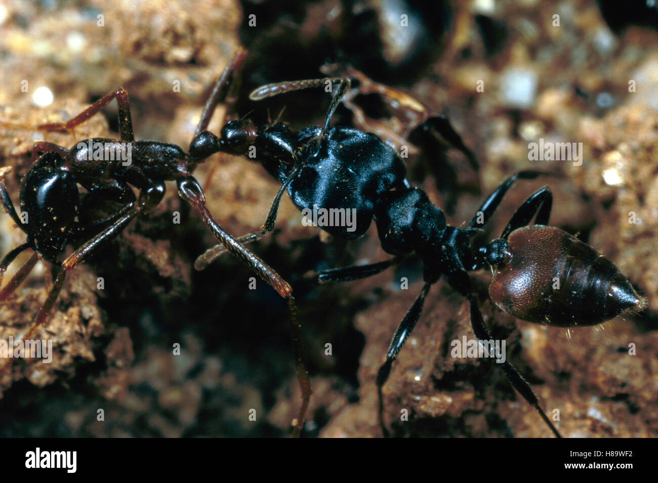 Carpenter Ant (Camponotus sp) carrying dead army ant, Nigeria Stock Photo - Alamy
