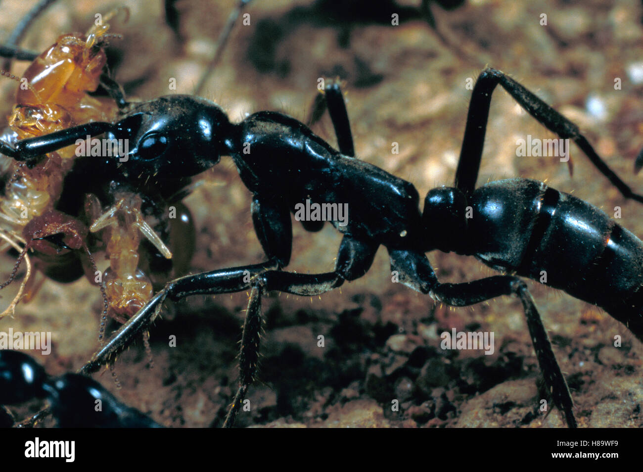 Ant (Pachycondyla sp) carrying termite back to nest, Nigeria Stock ...