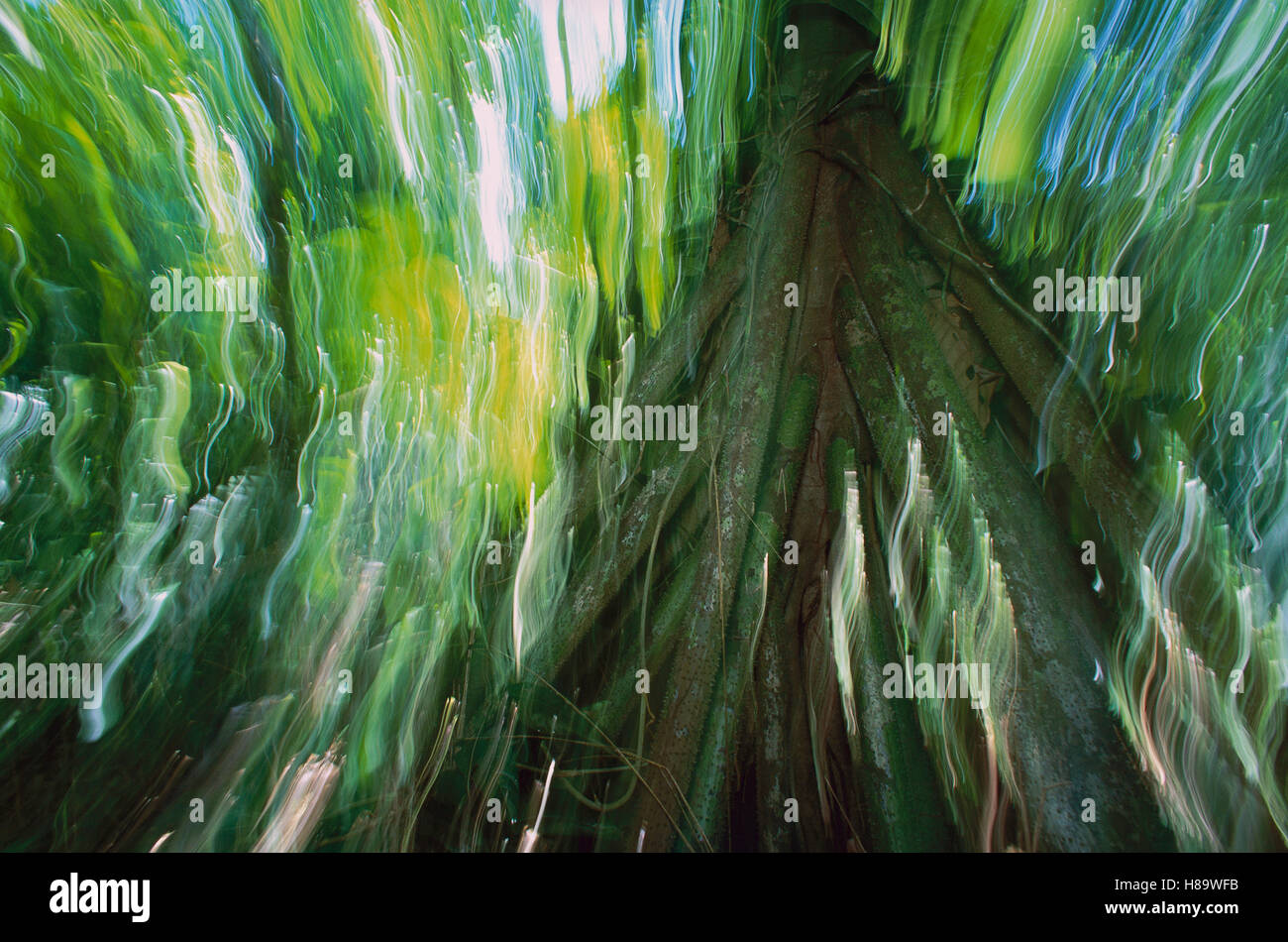 Walking Palm (Socratea exorrhiza) showing stilt roots, with abstract ...