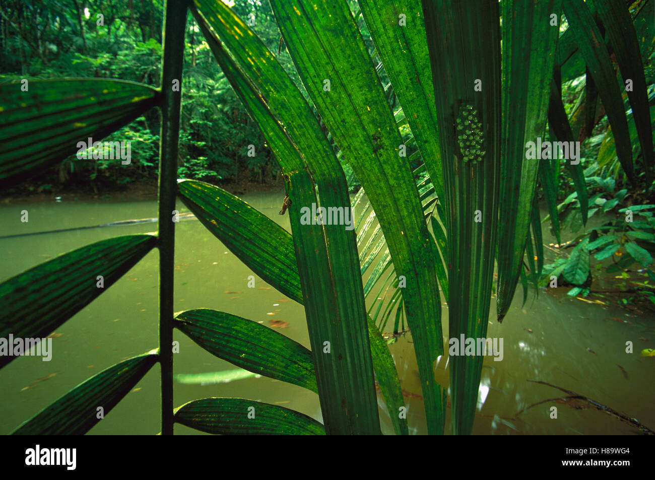 Red-eyed Tree Frog (Agalychnis callidryas) egg clutch under palm frond ...