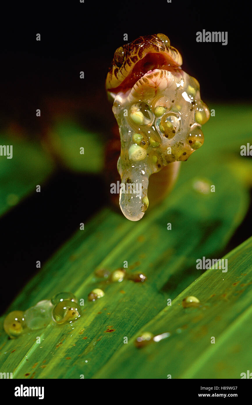 Cat-eyed Snake (Leptodeira septentrionalis) eating egg clutch of Red ...