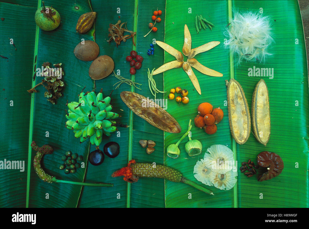 Variety of seeds and fruits from over 30 plant species, collected on ...