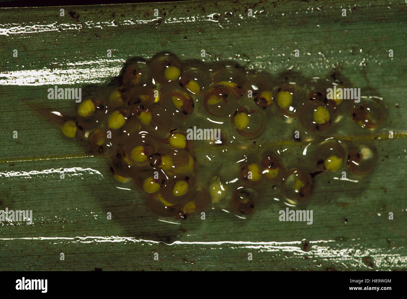 Red-eyed Tree Frog (Agalychnis callidryas) series of early induced ...