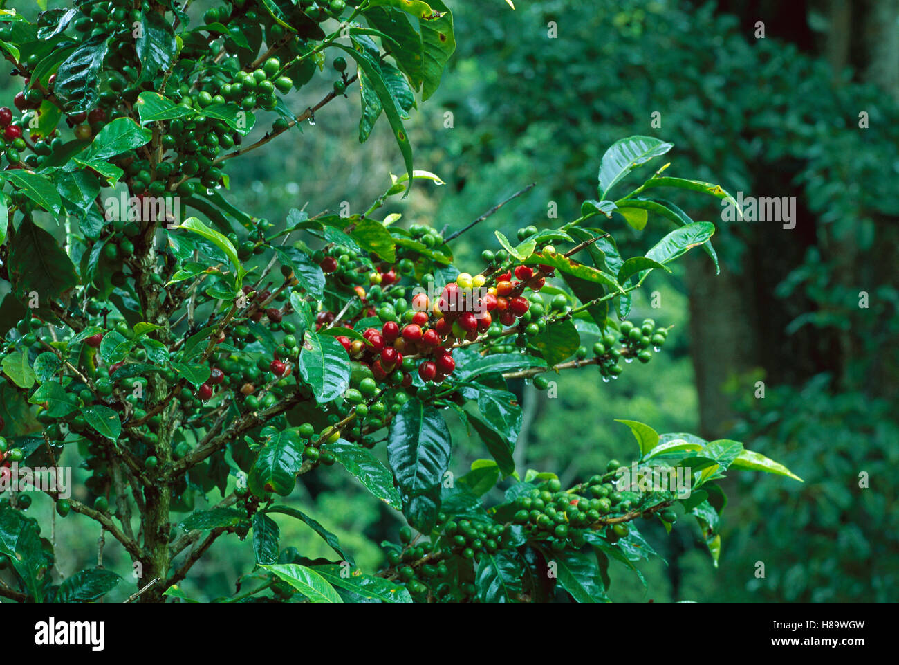 Shade-grown coffee is protected by natural forest trees, highlands of ...