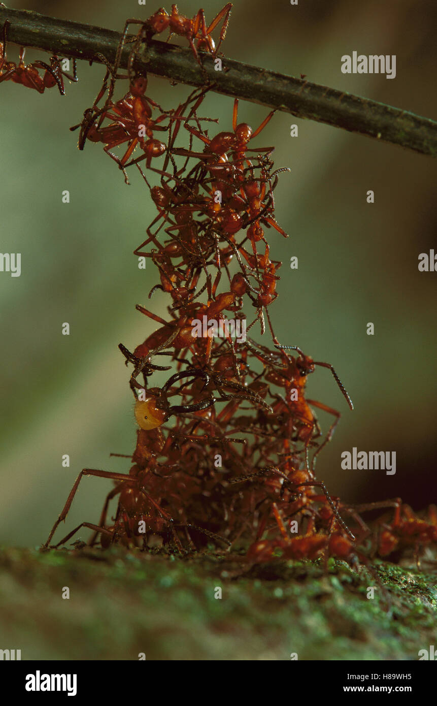 Army Ant (Eciton sp) colony forming a bridge by climbing over each ...