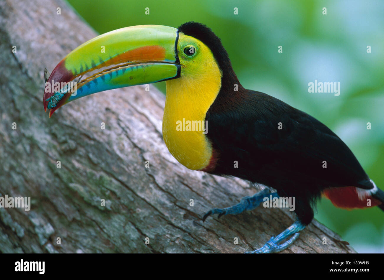 Keel-billed Toucan (Ramphastos sulfuratus) portrait with captured ...