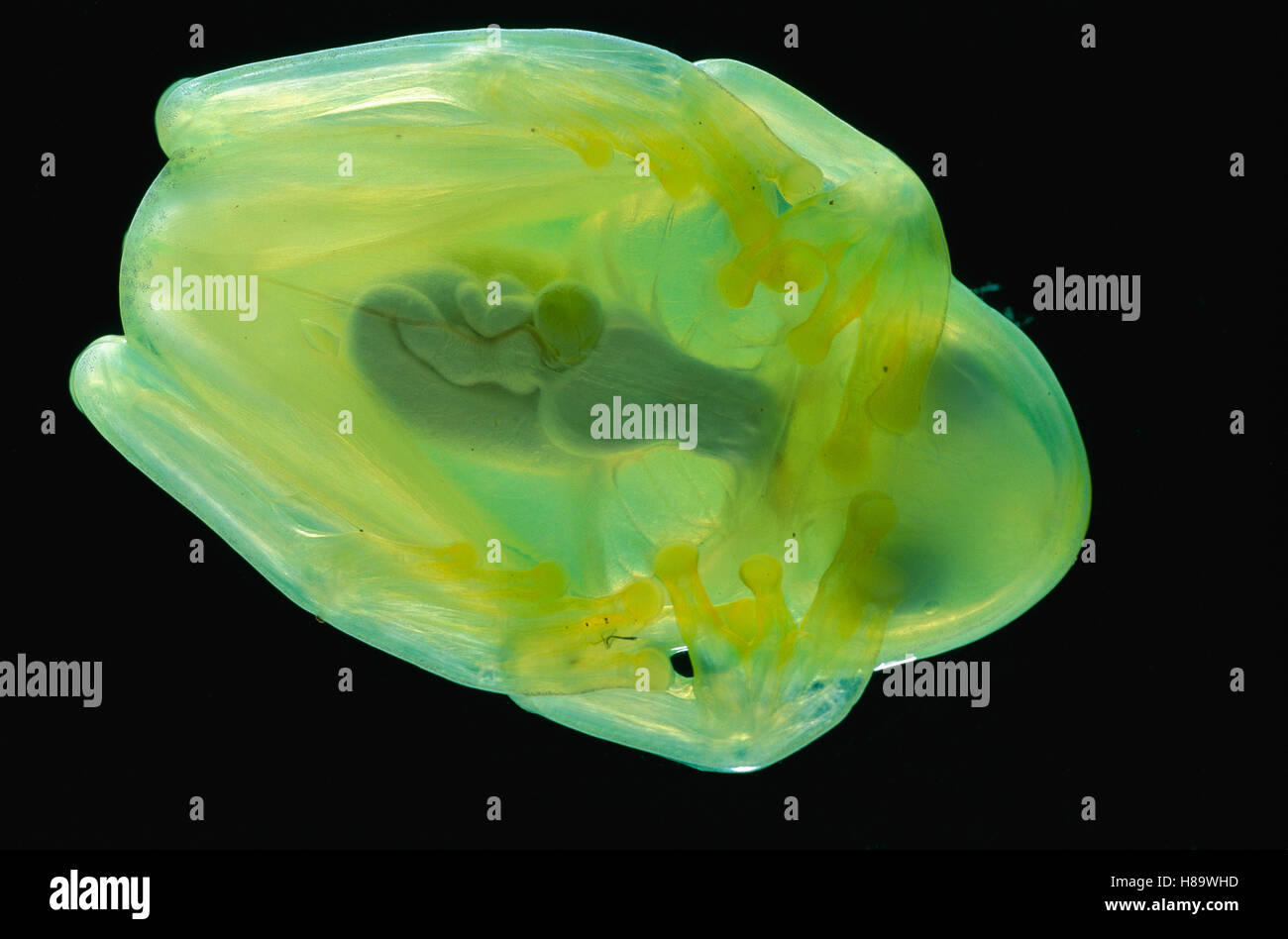 Plantation Glass Frog (Hyalinobatrachium colymbiphyllum) is nearly ...