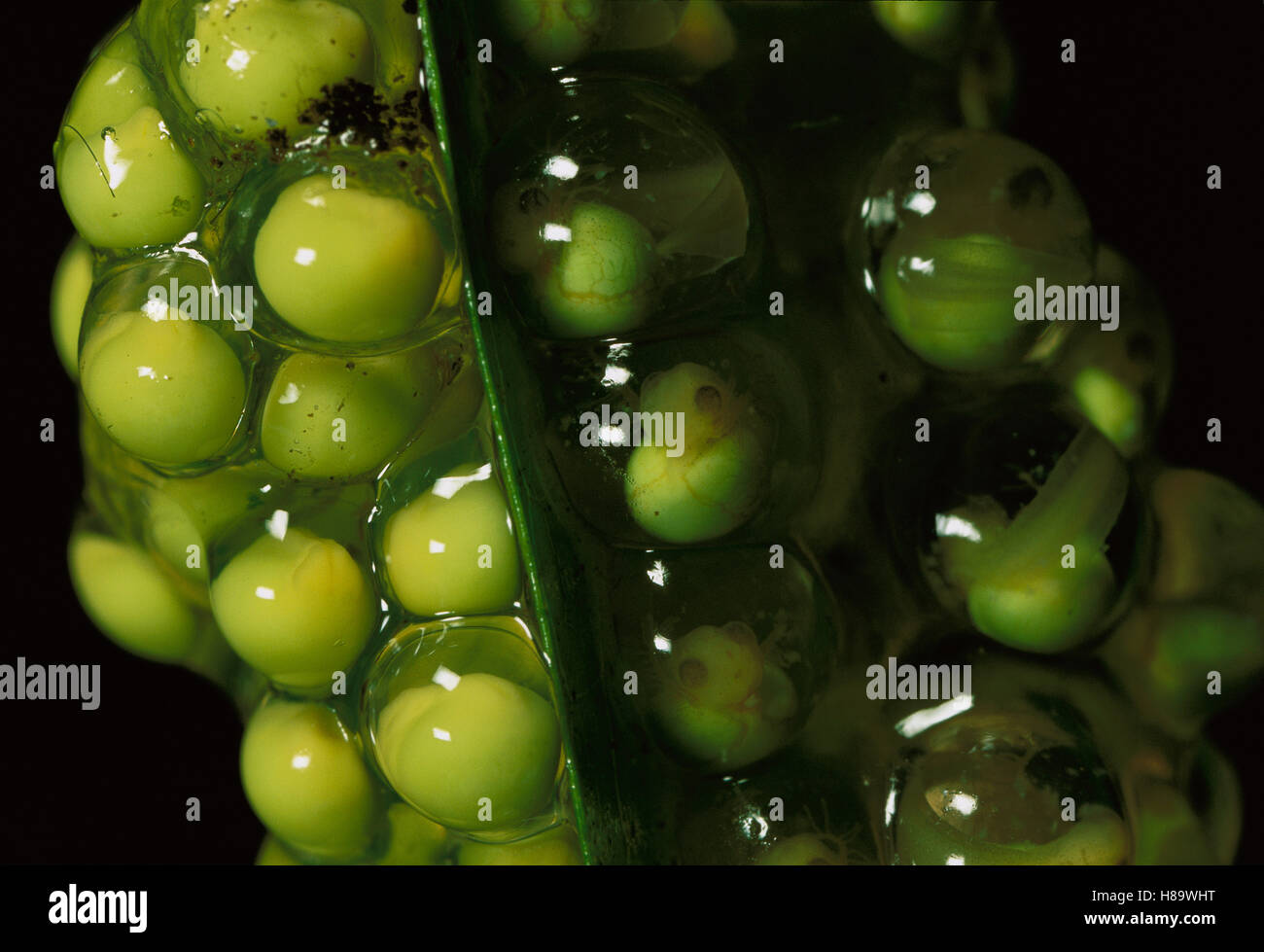 Red-eyed Tree Frog (Agalychnis callidryas) different aged eggs on the ...