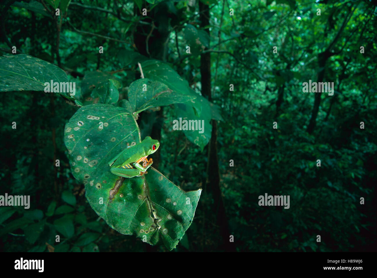 Red-eyed Tree Frog (Agalychnis callidryas) sitting on leaf in the mid ...