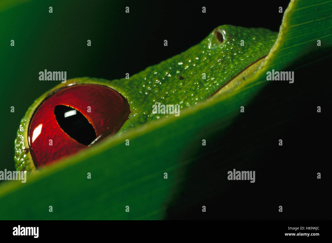Red-eyed Tree Frog (Agalychnis callidryas) close-up of eye, sitting on ...