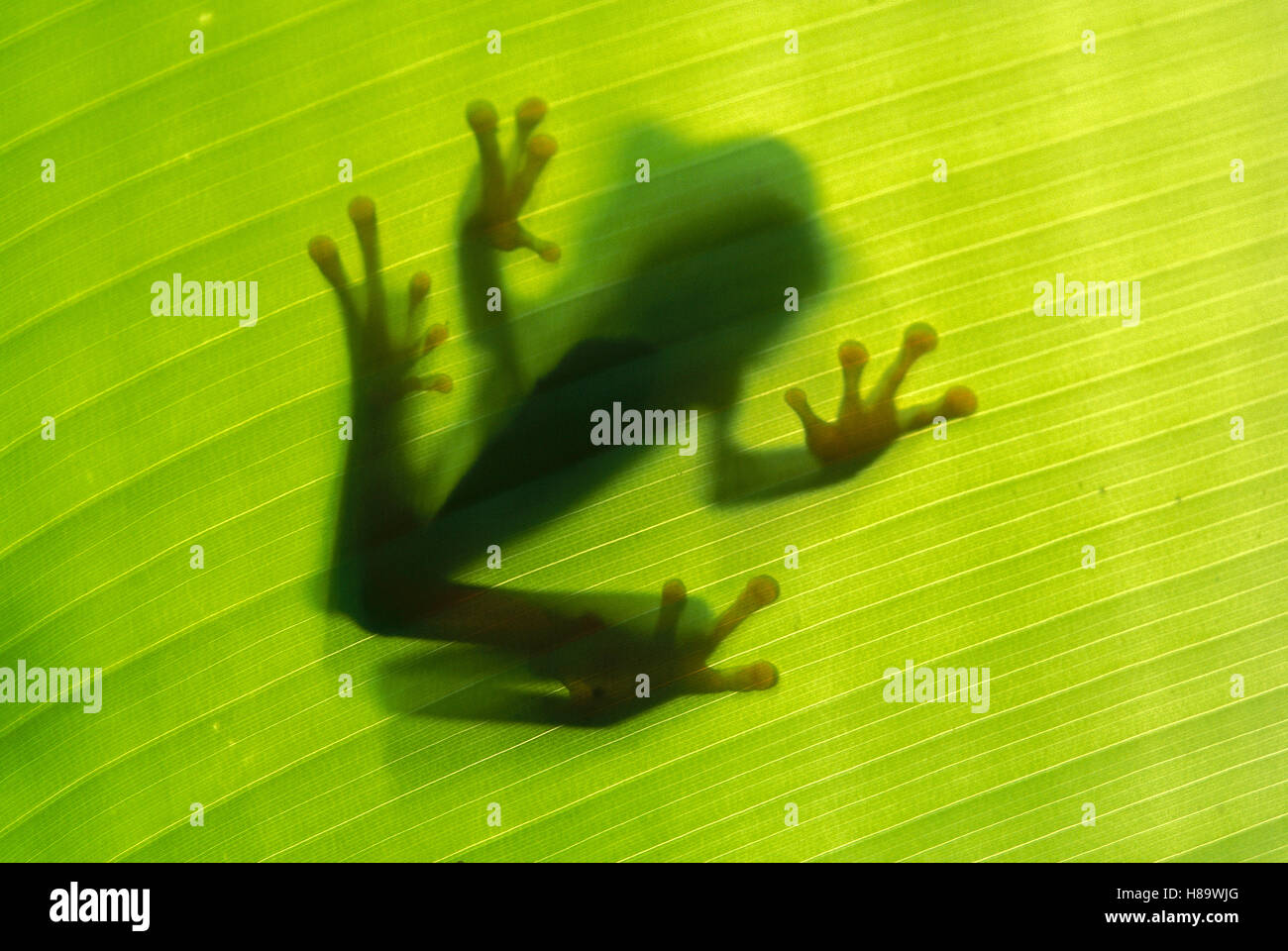 Red-eyed Tree Frog (Agalychnis callidryas) shadow on leaf, Soberania ...