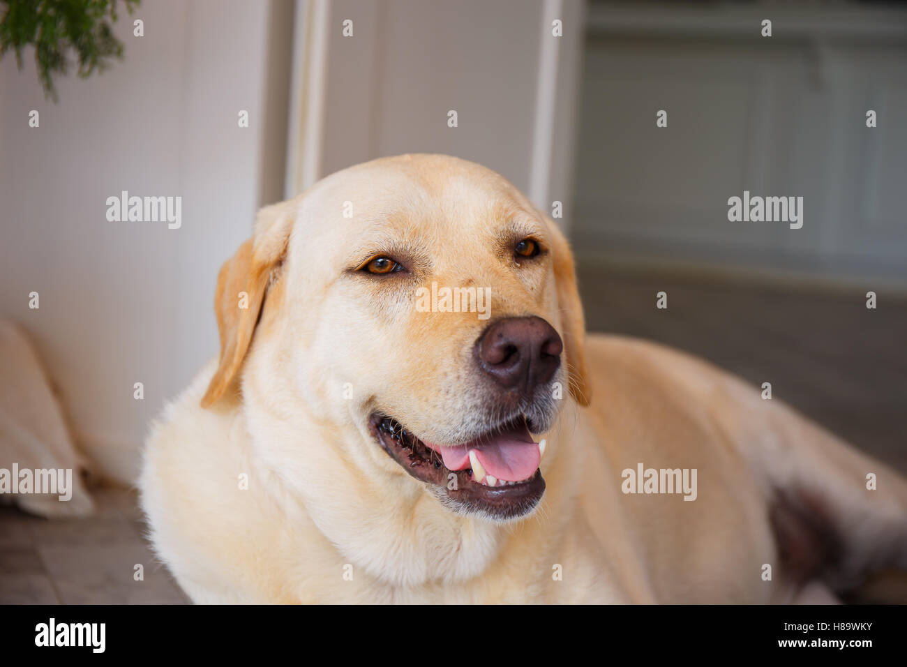 dog is sleeping beside the door Stock Photo - Alamy