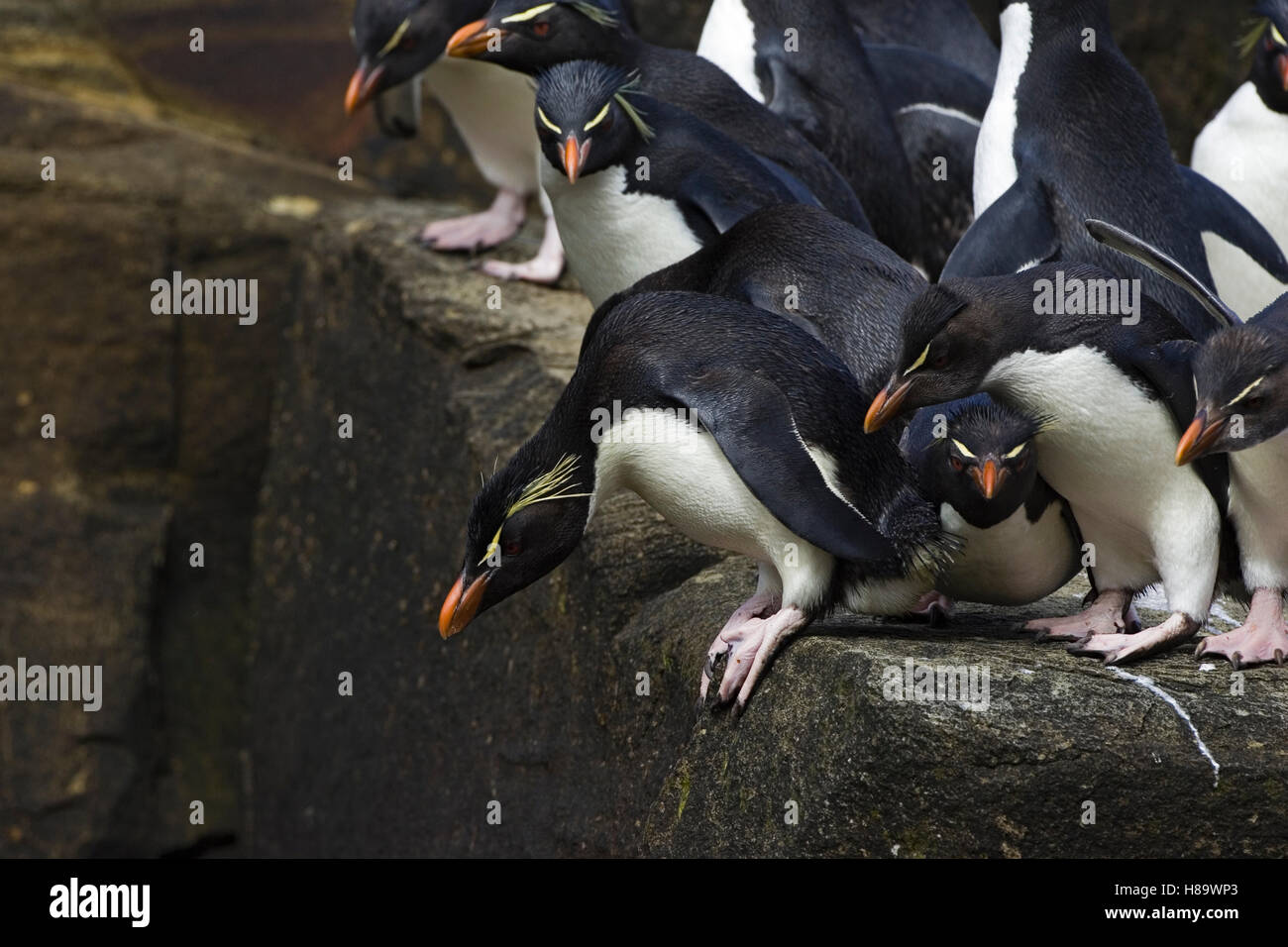 Rockhopper Penguin (Eudyptes chrysocome chrysocome) peering over rocky ...