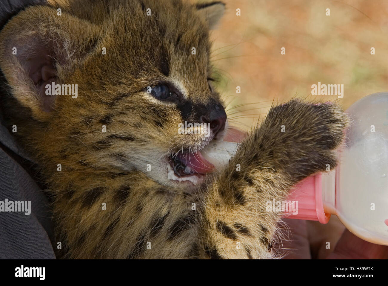 Serval (Leptailurus serval) kitten, three week old orphan feeding from ...
