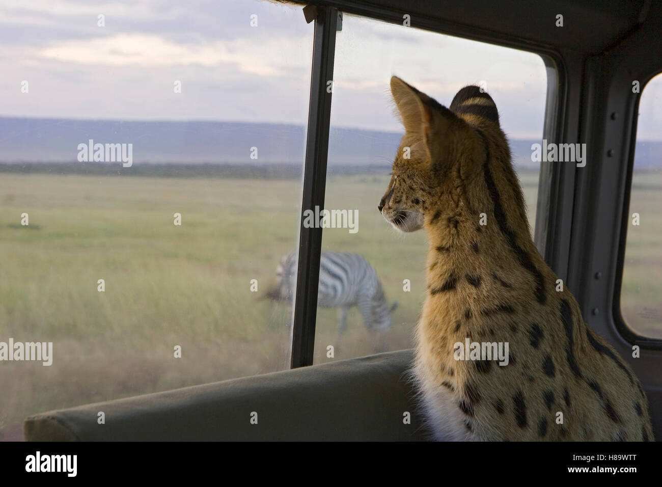 Serval (Leptailurus serval) kitten, six month old orphan watching zebra ...