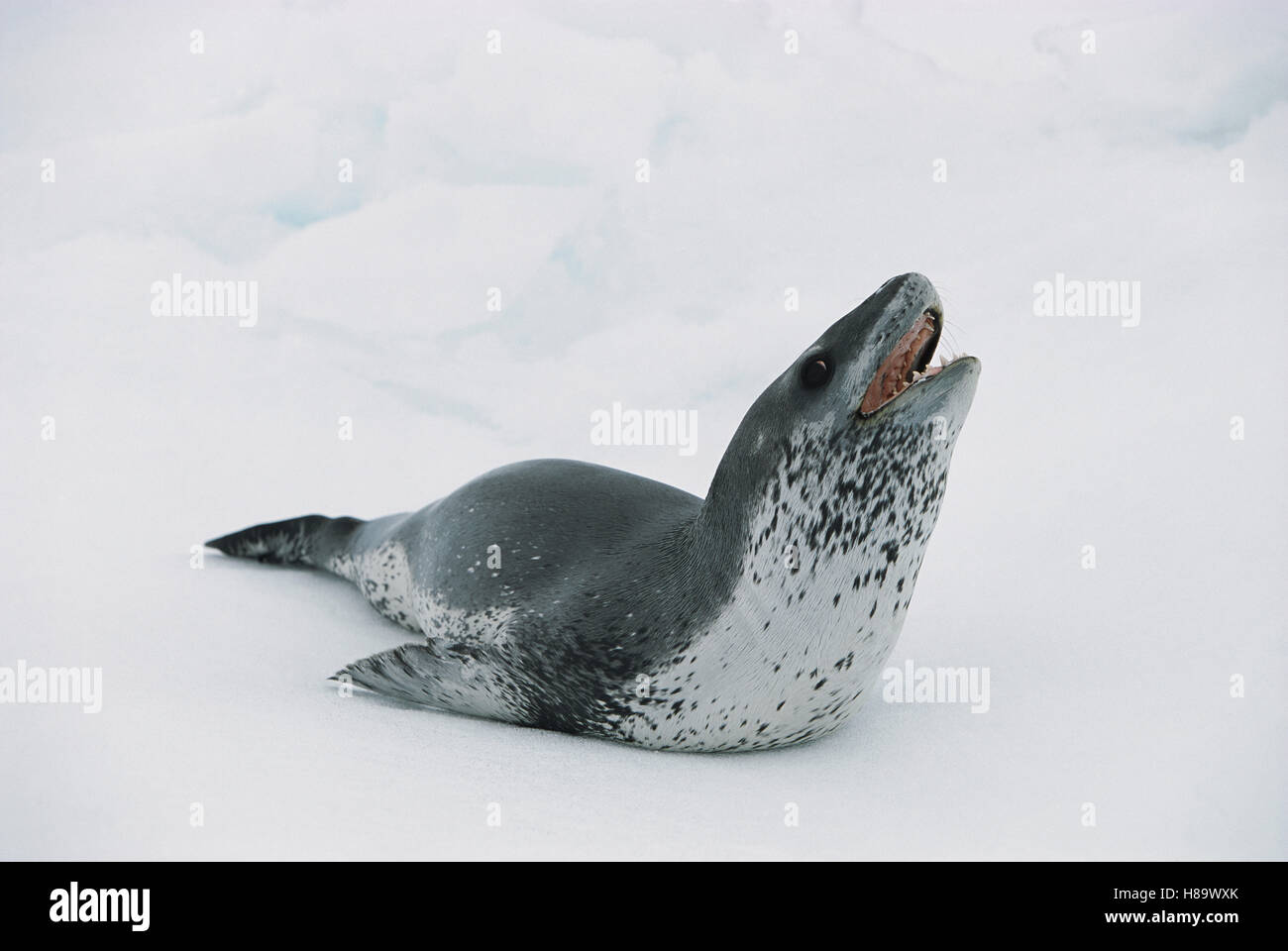 Leopard Seal (Hydrurga leptonyx) hauled out on ice, Weddell Sea ...