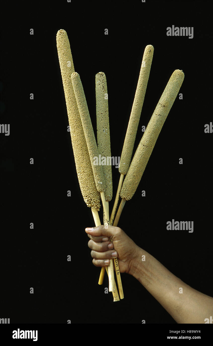 Pearl millet africa hi-res stock photography and images - Alamy