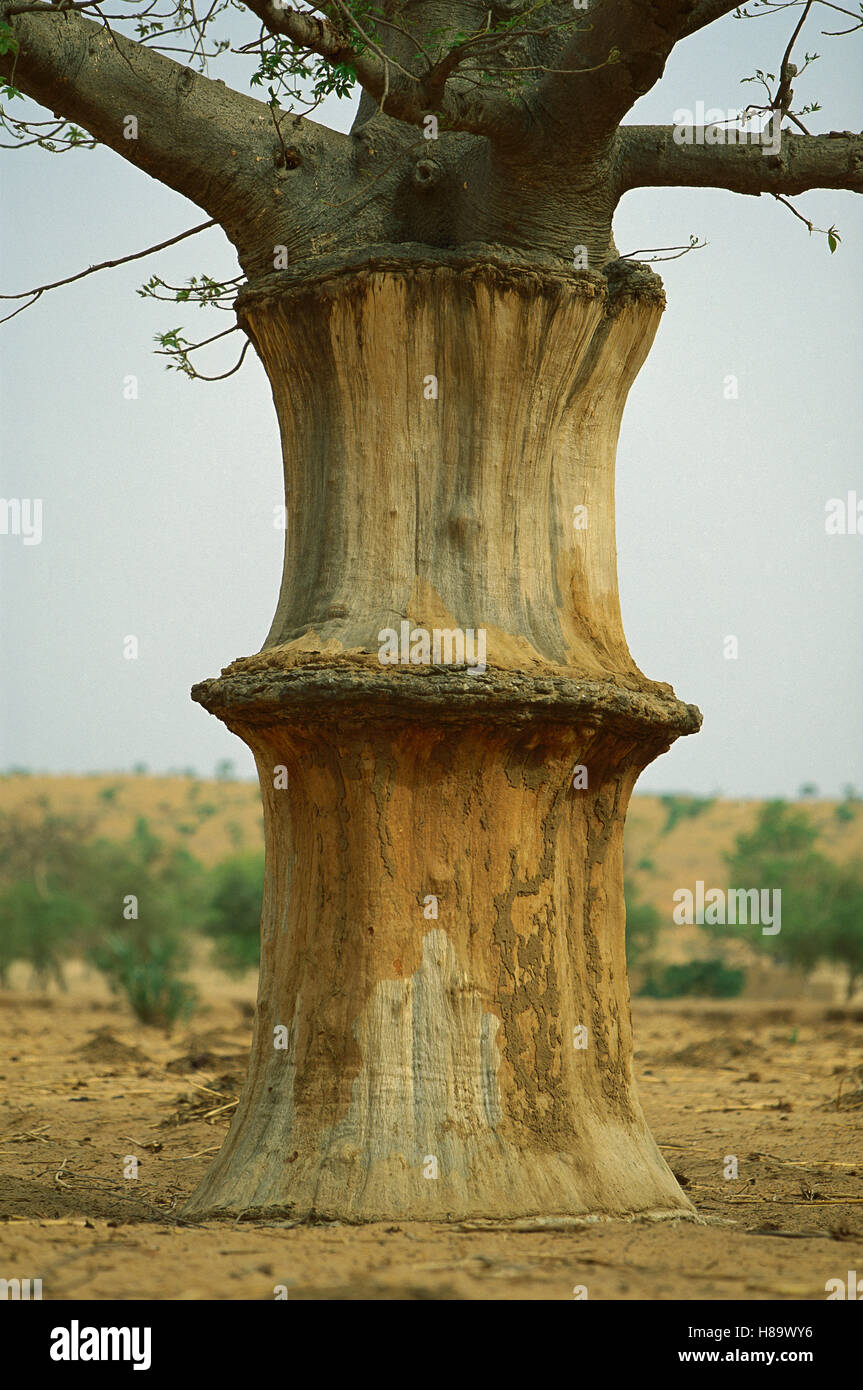 Baobab (Adansonia digitata) tree, with peeled bark used for making rope ...