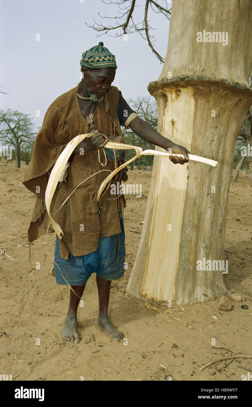 Baobab (Adansonia digitata) tree, Dogon man peeling bark for making ...