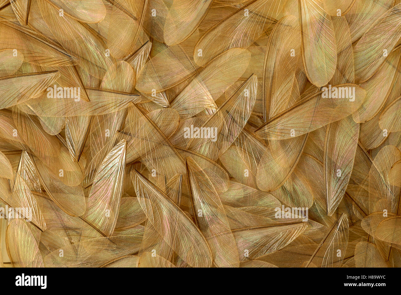 Termite (Isoptera) dropped wings after swarming, Bandiagara, Sahel ...